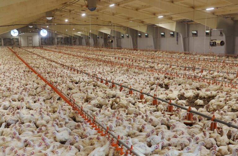 Ragam Manajemen Perkandangan Ayam Broiler – agropustaka